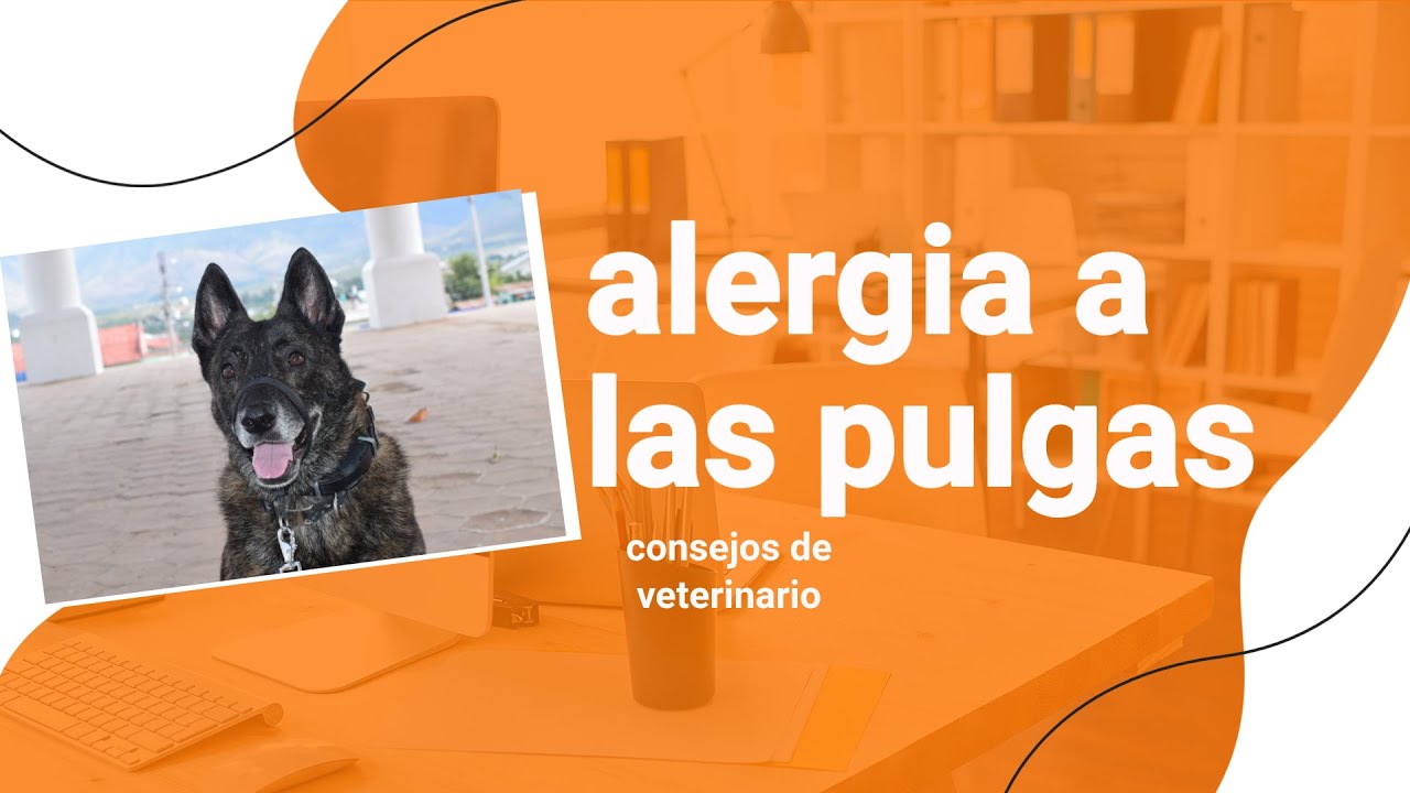 Alergia a las pulgas - YouTube