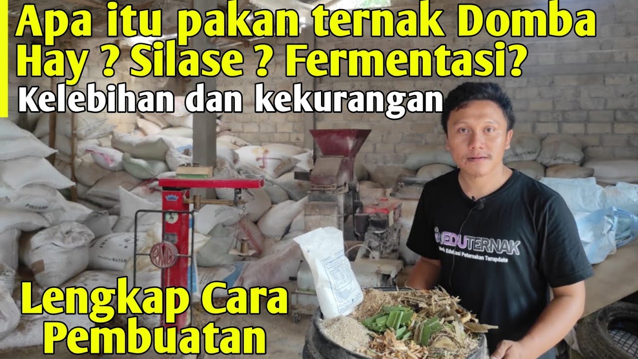 Pakan Ternak Domba Hay Silase Fermentasi Lengkap Proses Pembuatannya | Cara Ternak Ghaper - YouTube