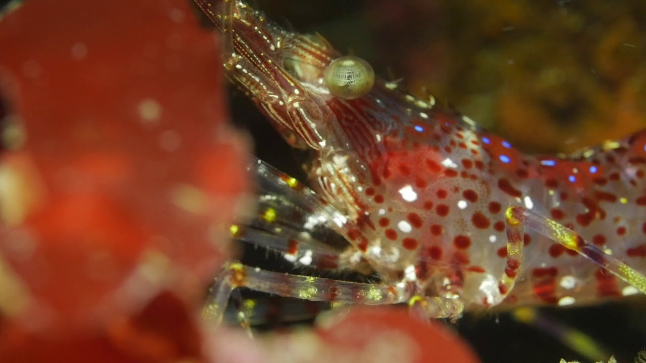 Pandalus danae - Dock Shrimp - YouTube