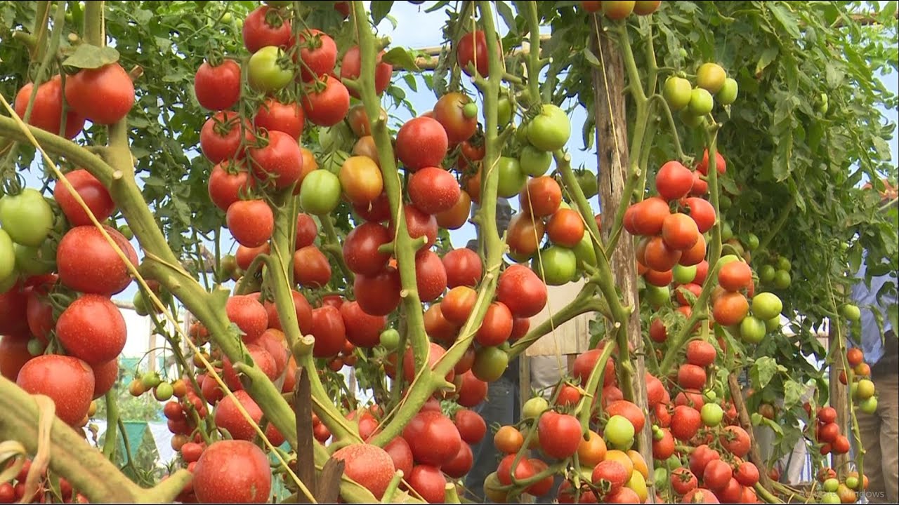 The Tomato Value Chain Explained - YouTube