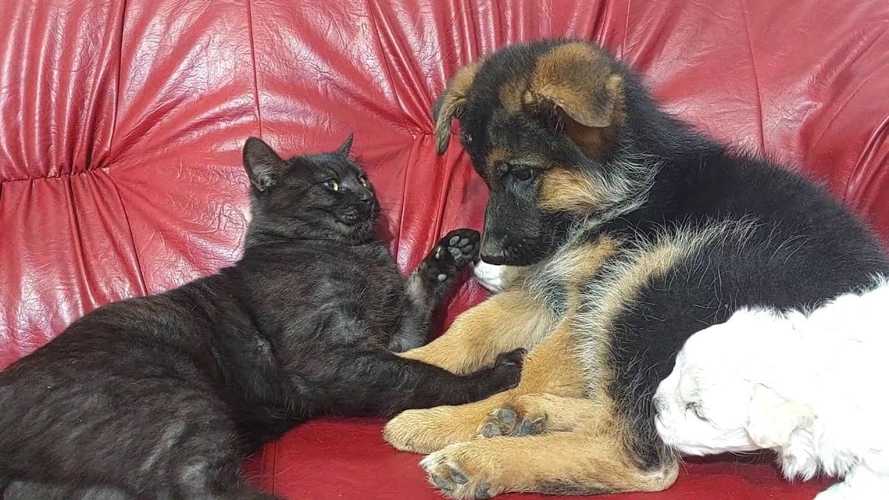 German shepherd puppy kissing a Black Cat and wanna be friends - YouTube
