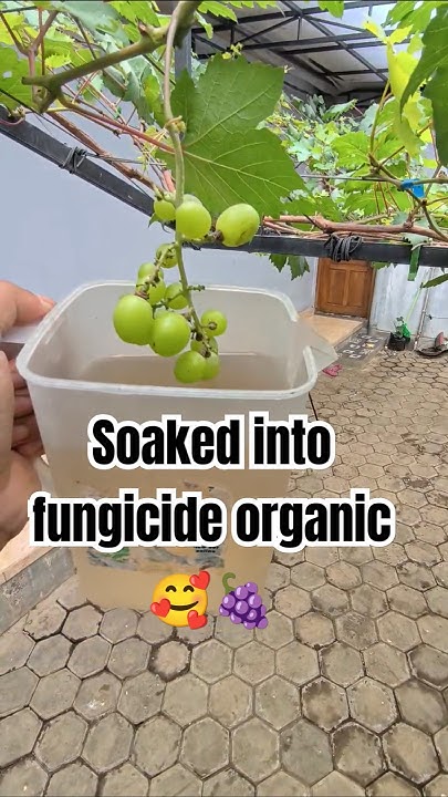 soaked into fungicide organic 🍇🥰🫰#garden #gardeningtips #fungicides #organic #vine #grape - YouTube
