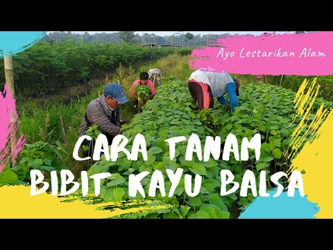 Cara Penanaman Biji Kayu Balsa Sampai Pengiriman Bibit Kayu Balsa ...