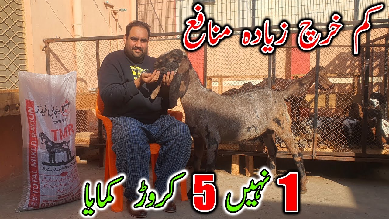 European Standard Modern Goat Farming On Roof Top In Pakistan || Modern ...