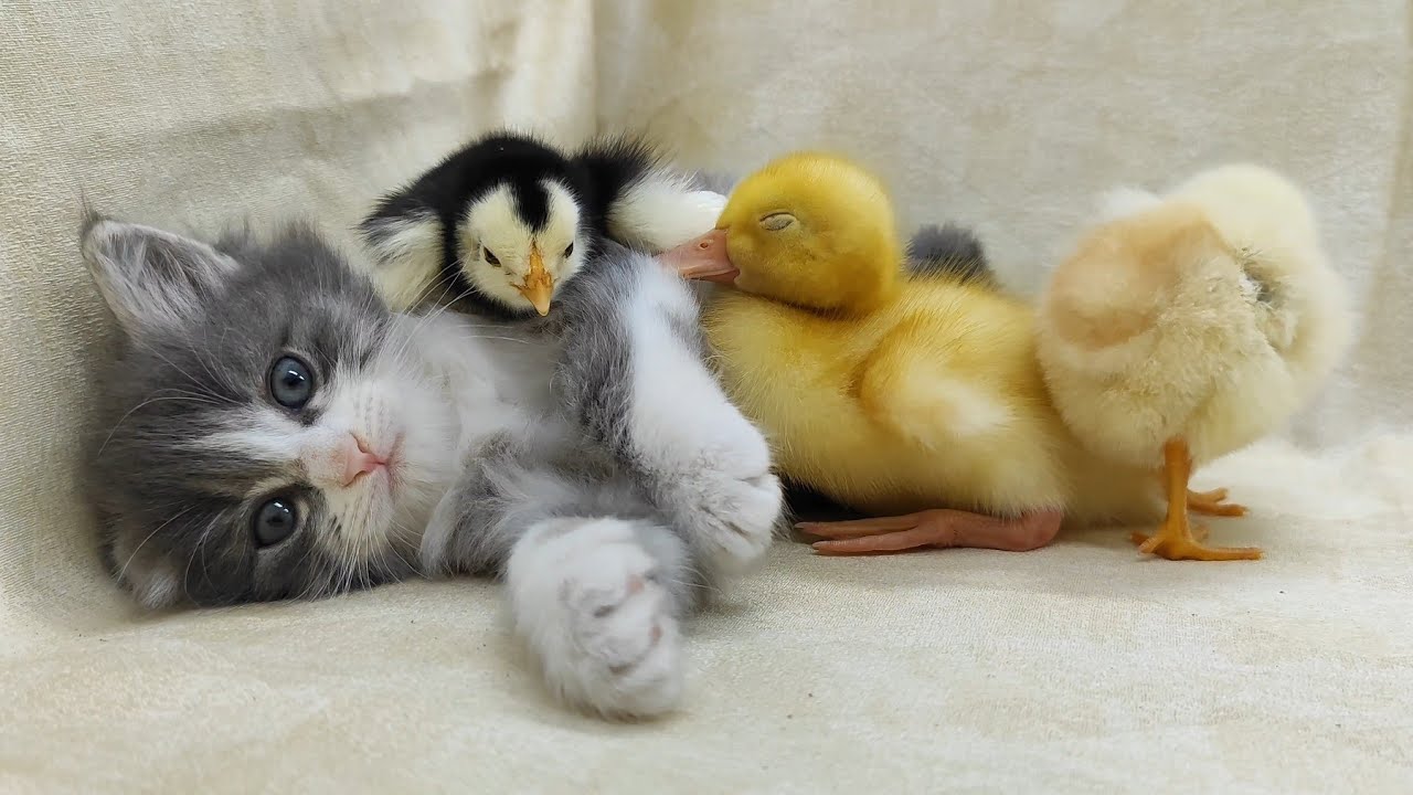 Cute kitten, duckling and chicks are playing together | So Sweet 😍 ...
