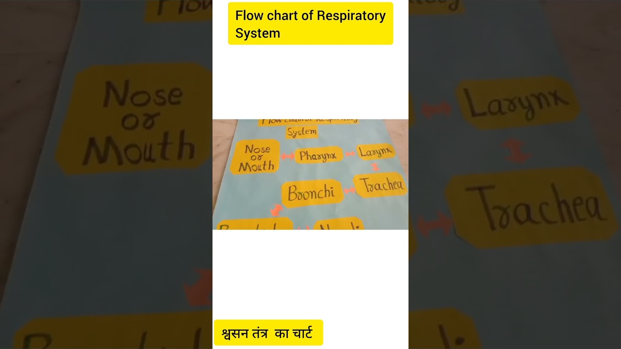 Respiratory System Flow Chart