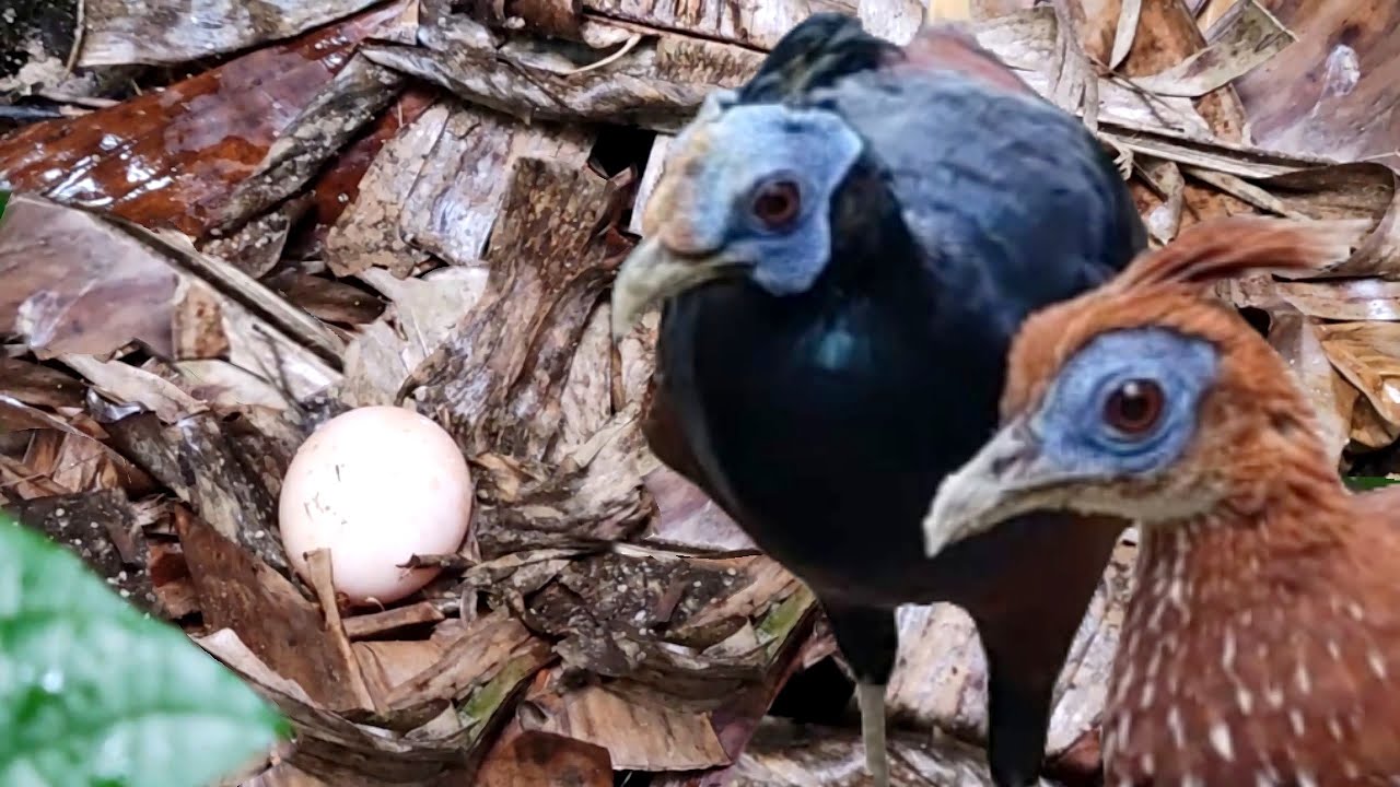 Sukses ayam sempidan biru bertelur di aviary mini 58 - YouTube