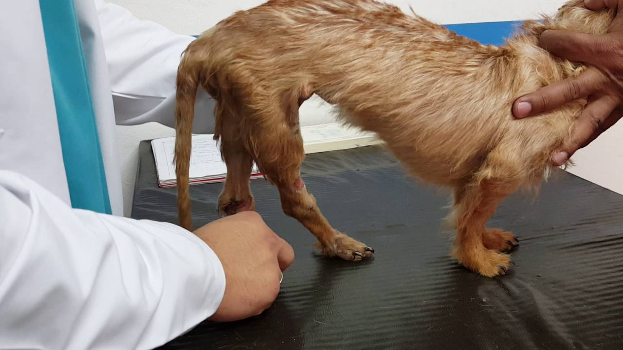 Neurología Veterinaria paciente paraparético se observa déficit ...