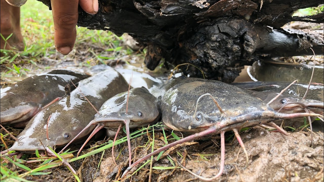 Best Hand fishing - Amazing Man Catching a lot of catfish in mud water ...