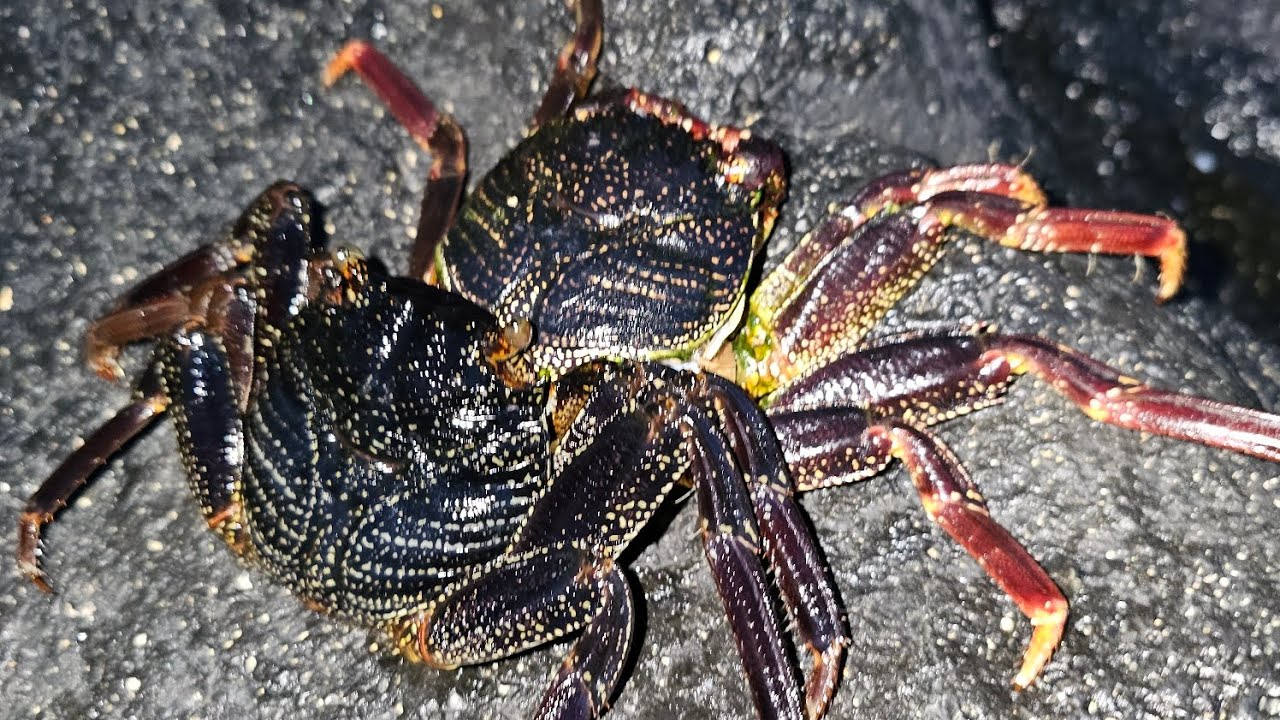 Me making friends with all the crabs - YouTube