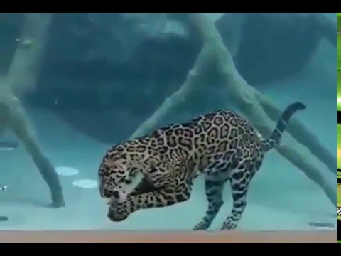 hayvanlar alemine farklı bir bakış (leopar)