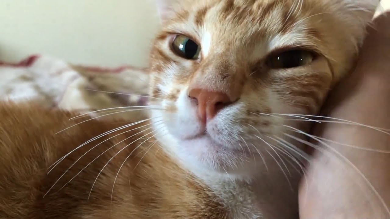 Orange Cat Activation Noise - YouTube