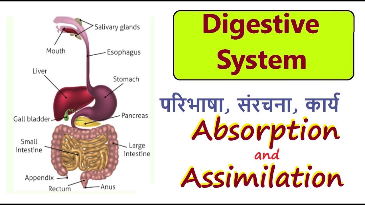 Digestive System: Absorption and assimilation EP-11 - YouTube
