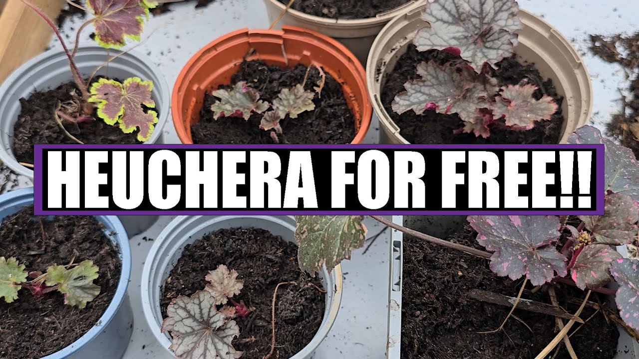 How To Divide Heuchera