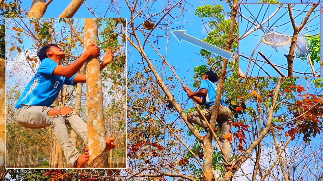 Climb to take the bees on the trees by the brothers because we've free ...