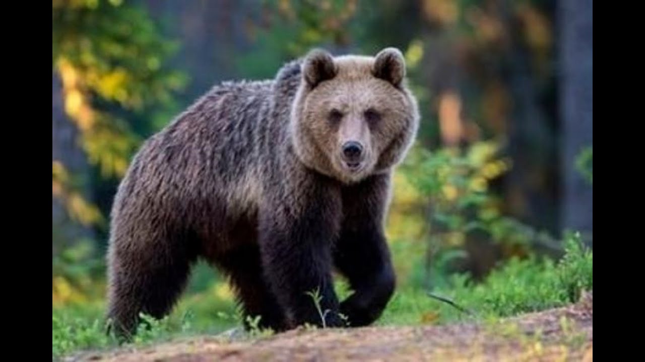 Dove è l'orso M49? - YouTube