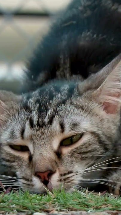 Cats Going Crazy Over Catnip #catnip - YouTube