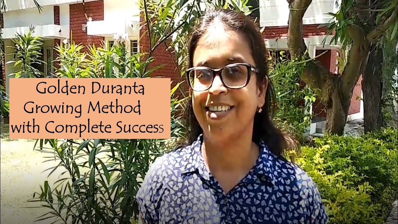 How to Grow Golden Duranta, The Hedging Plant - YouTube