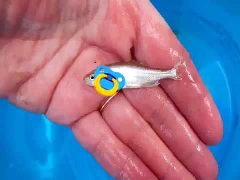 BINKY FISH - YouTube