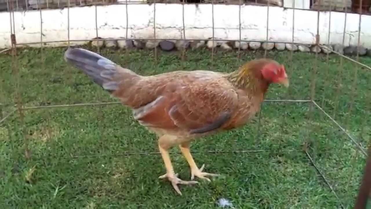 ASIL (Blue Asil Polla) - YouTube