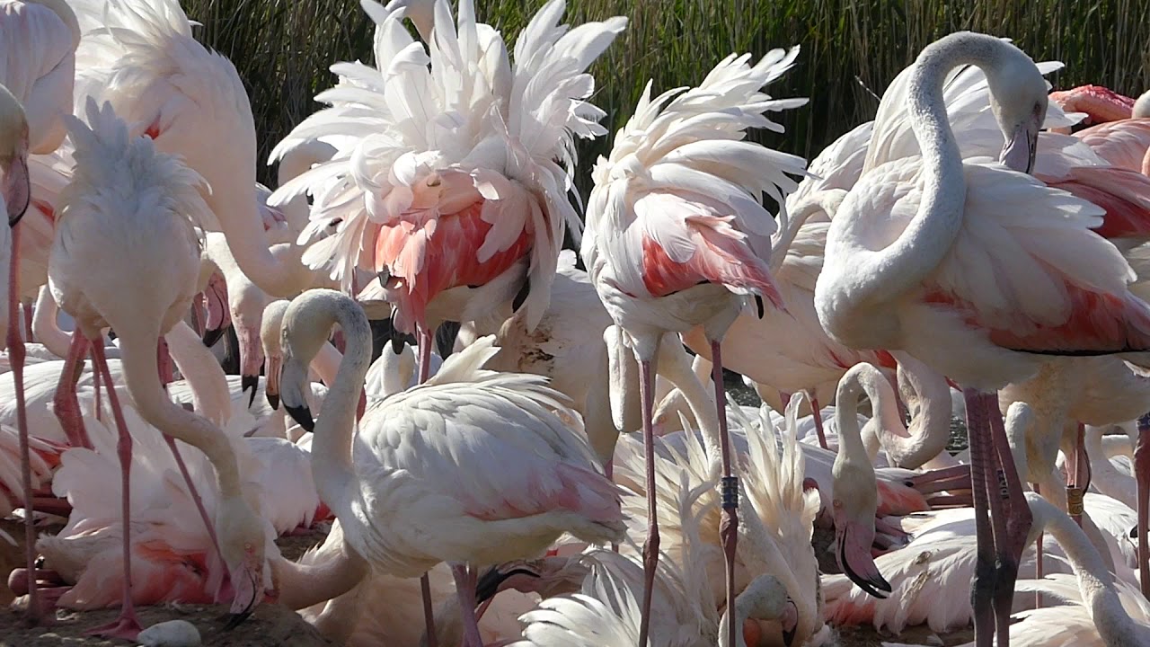 Busy flamingo nesting colony - YouTube