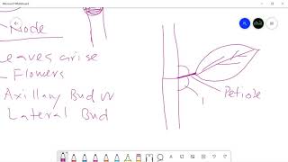 Angiosperm Morphology 03_02 Nodes and Internodes