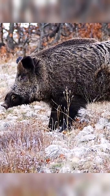 “Epic Wild Boar Hunt in the Deep Forest | Extreme Hunting Action”# ...