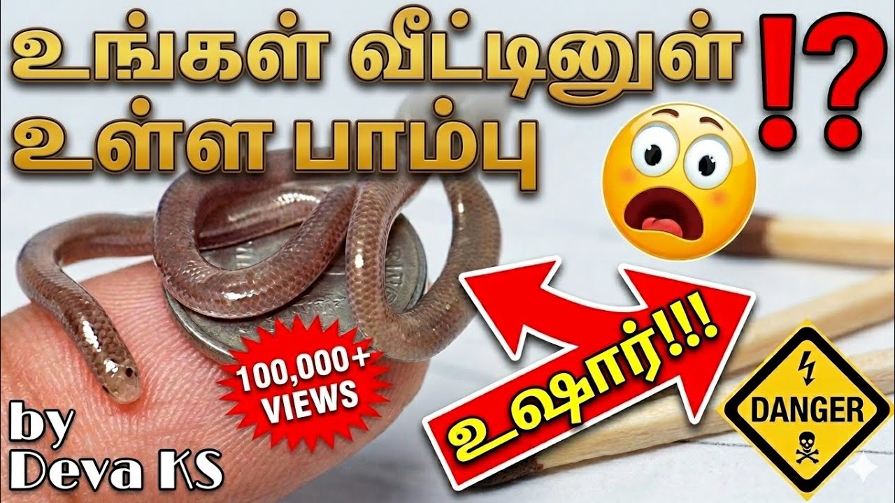 நூல் பாம்பு | Thread Snake உங்கள் வீட்டிலும் இருக்கும்! | World's ...