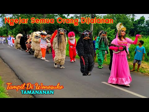 Can macanan Singo raung Cilik Di undang Acara TASYAKURAN Tampil Di WONOSUKO | Ngejar semua orang