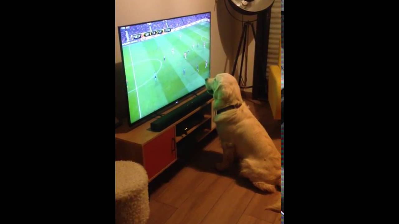 Golden Retriever Dog loves watching football CUTE - YouTube