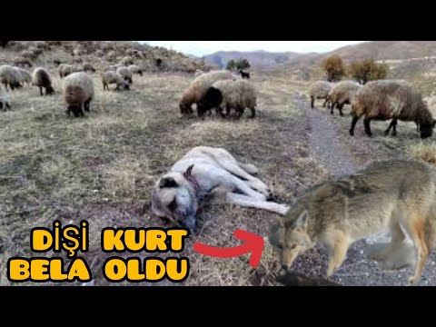 DİŞİ KURT KÖYLÜLERİN BAŞINA BELA OLDU DİŞİ KURT VE ÇOBANLARIN İSYANI!
