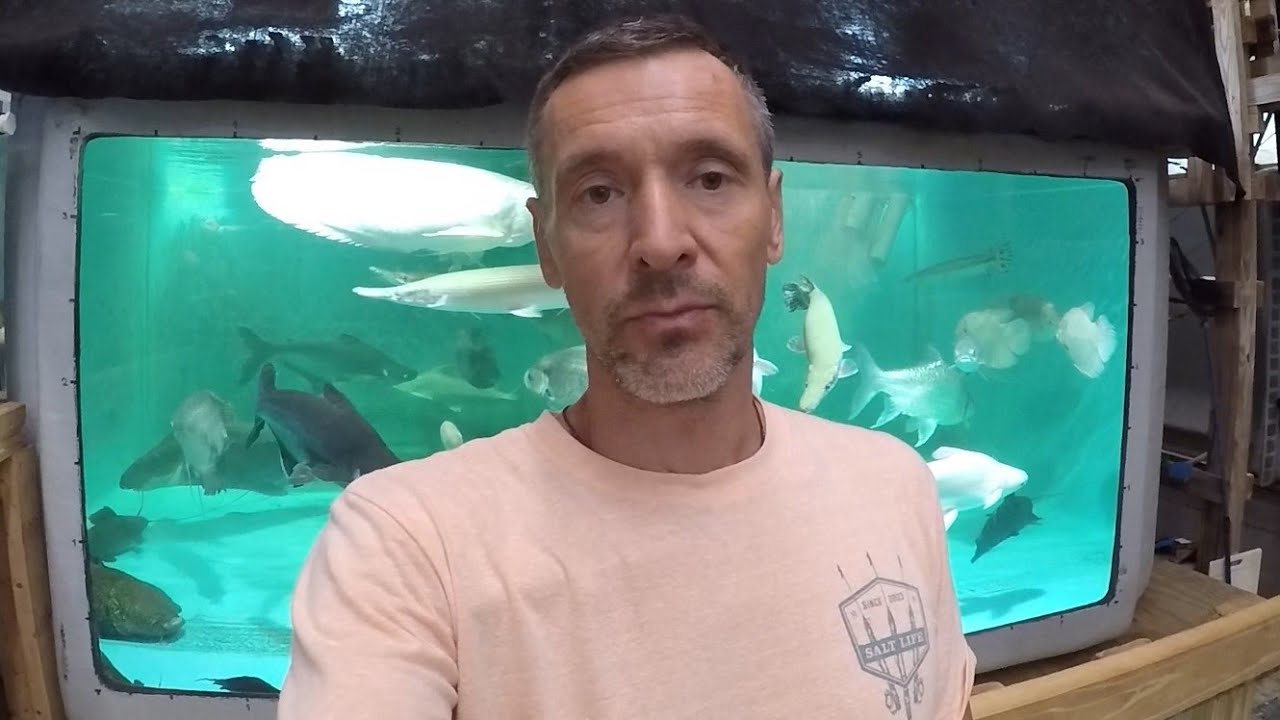 Checking up on Greg's fish next morning & 6 days, Chinese wels, Bigger ...