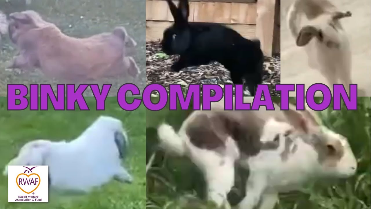 Rabbit Binky Compilation- RWAF Binky Day 2021! - YouTube