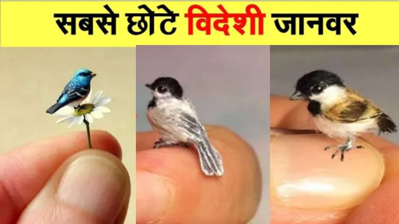 दुनिया 10 सबसे छोटी पक्षी | small Bird | IND kunal - YouTube