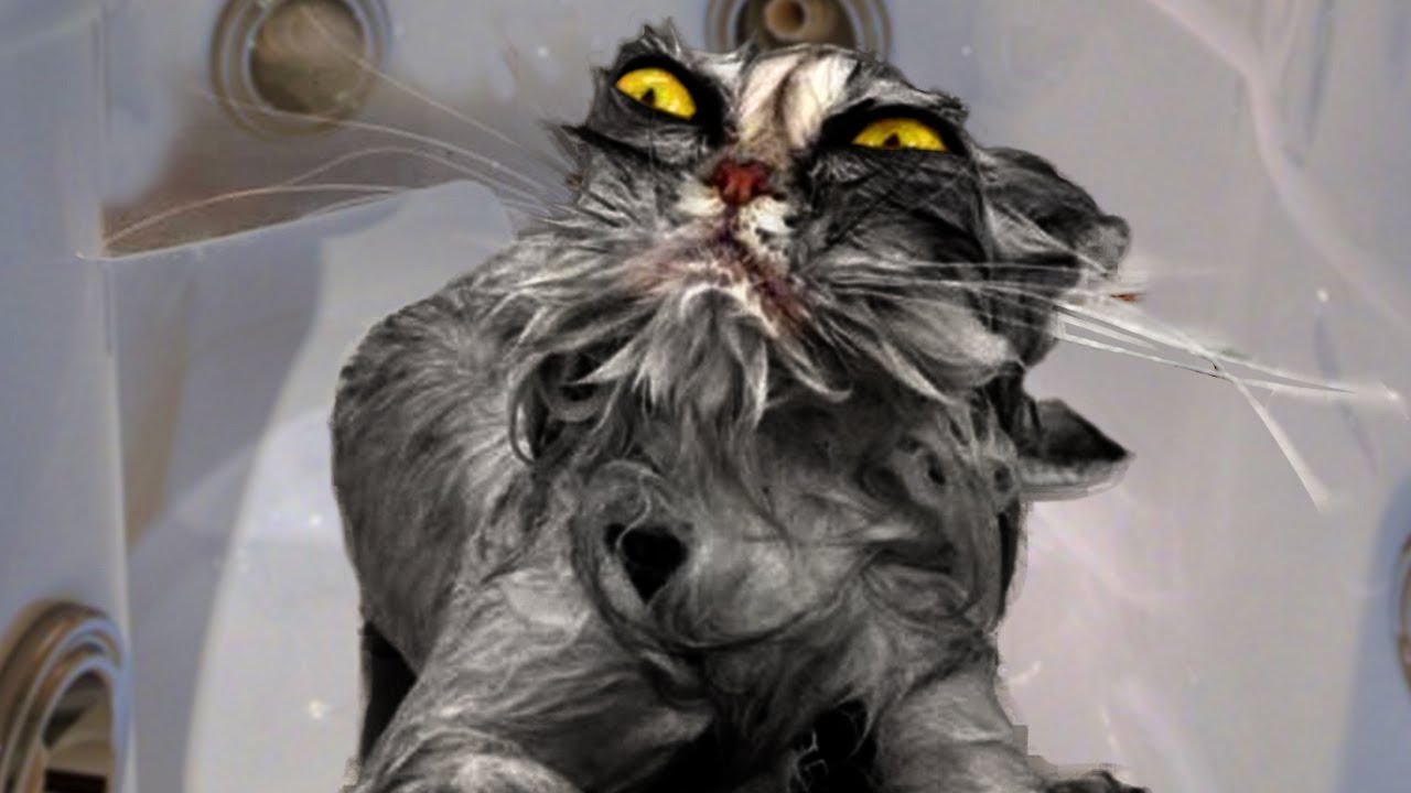 Common Misconceptions About Animals Explained! - YouTube