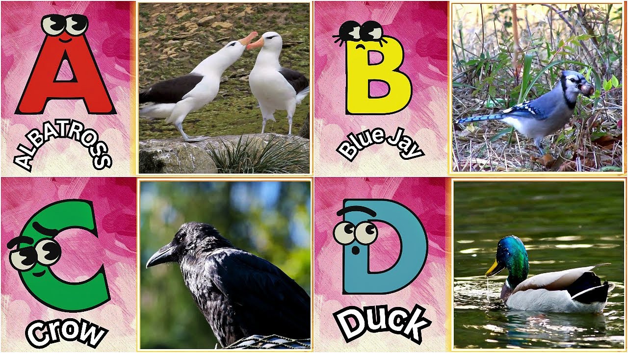 Birds Alphabet Song for Kids | Birds ABC Song | Phonics for Kids, Baby ...