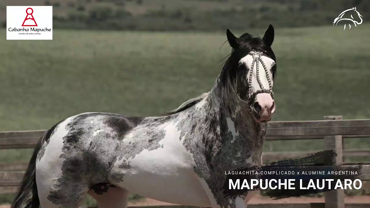 LOTE 01 – MAPUCHE LAUTARO - YouTube