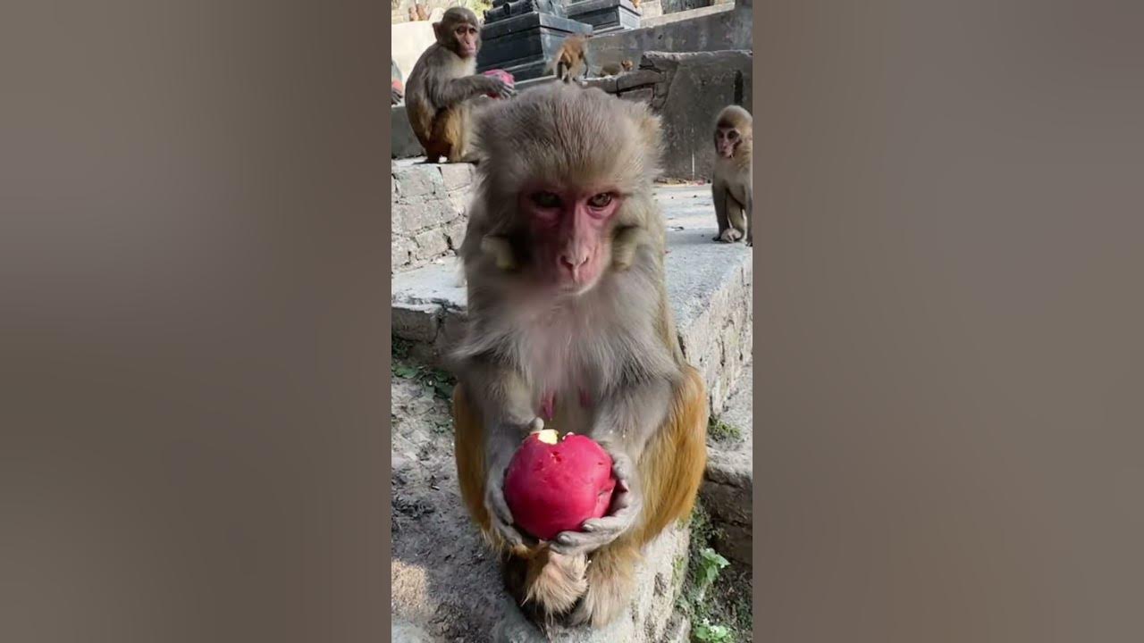 How Cute 🐒 Monkey Eat Apple 🍎 😂 #ytshorts #ytshort #bananacartoon # ...