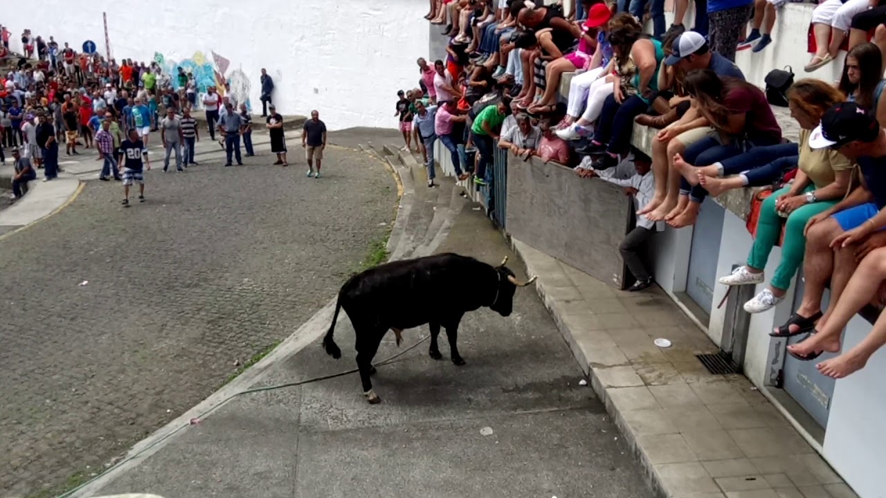 Bull running in the Azores - YouTube