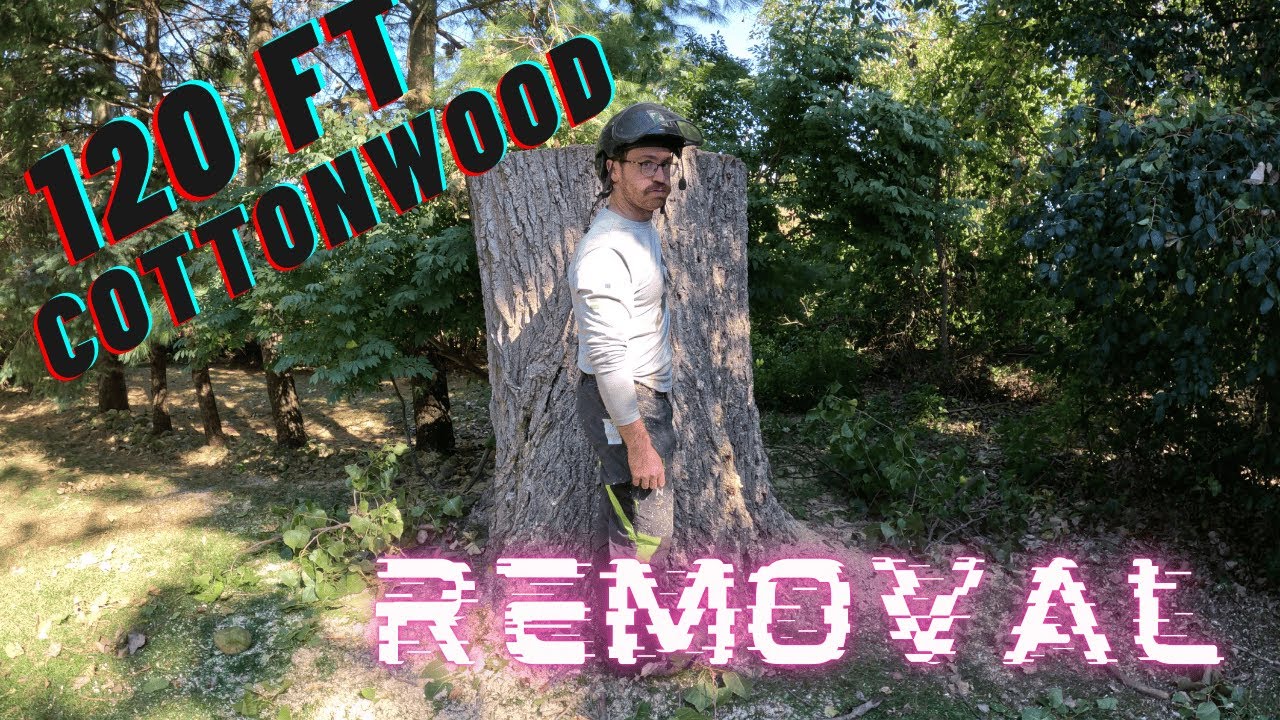 Expert Tree Removal in White Lake, Michigan: Taming the 120-foot ...