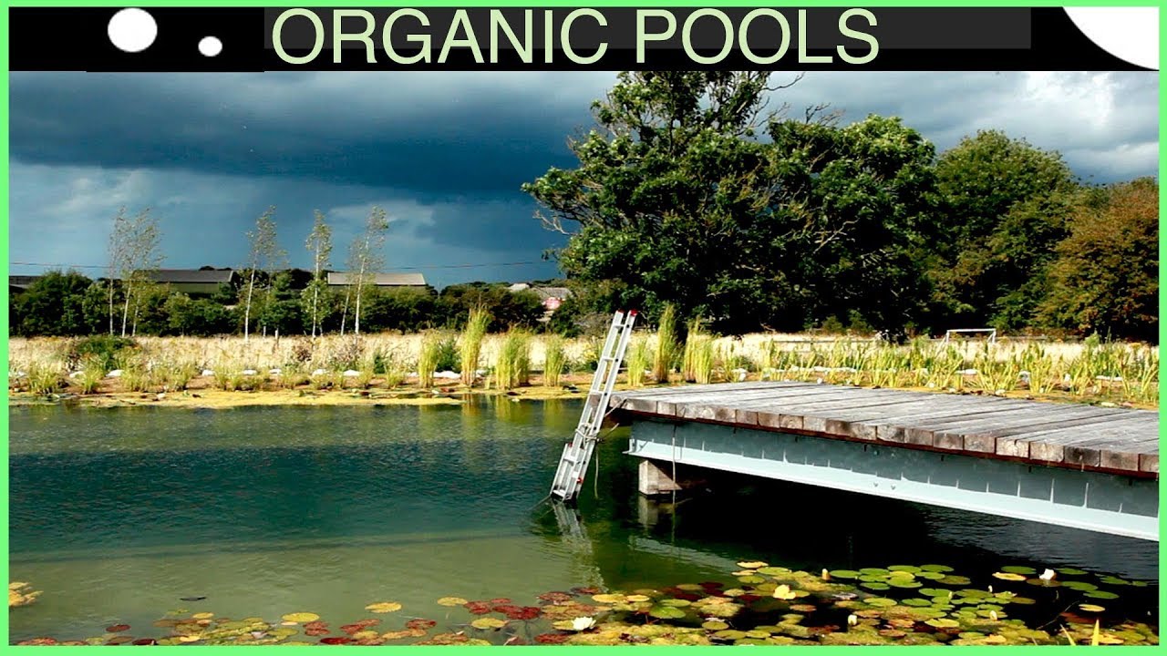 Creating a Massive Organic Pool in 4 minutes - YouTube