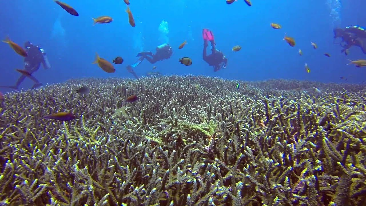Dive Girls Bali Safari - Part 1 - YouTube