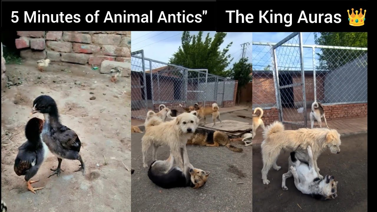"Fur-tastic Fights & Frolics: Animal Fun Unleashed"Hilarious Animal ...