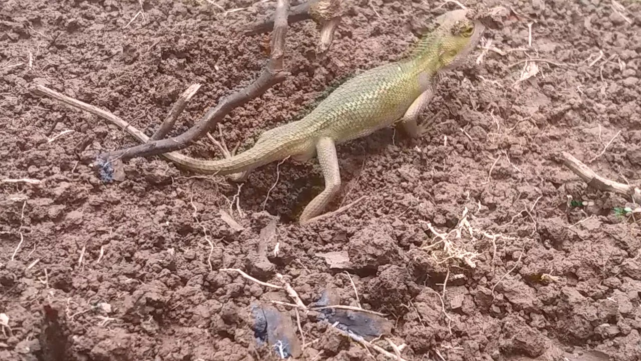 Bunglon bertelur - YouTube