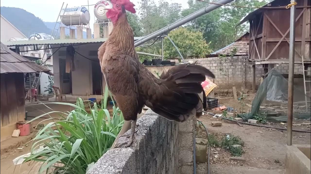 Gà rừng mồi mã mái / Lau qaib poj - YouTube
