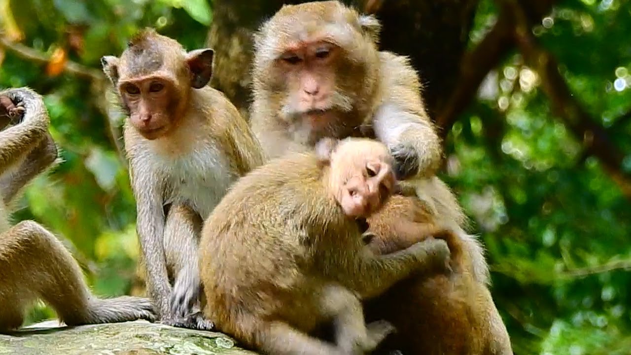 MG- Ayla Monkey Confuse Mother Asking Milk But Daisy Monkey Well Reject ...