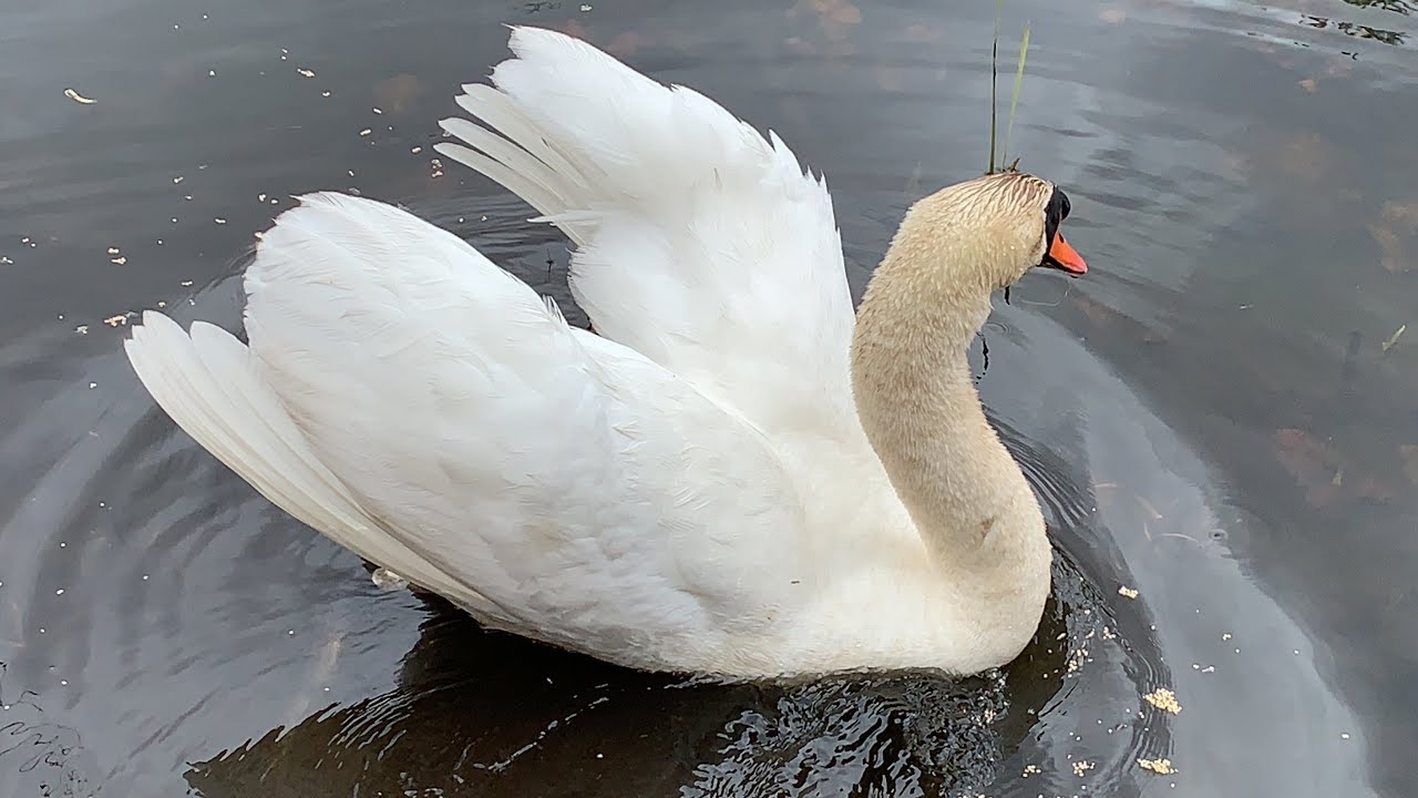 Mute Swan (Cob) Feeding On Seeds, Chasing Geese Out! Pecking Me (Royal ...