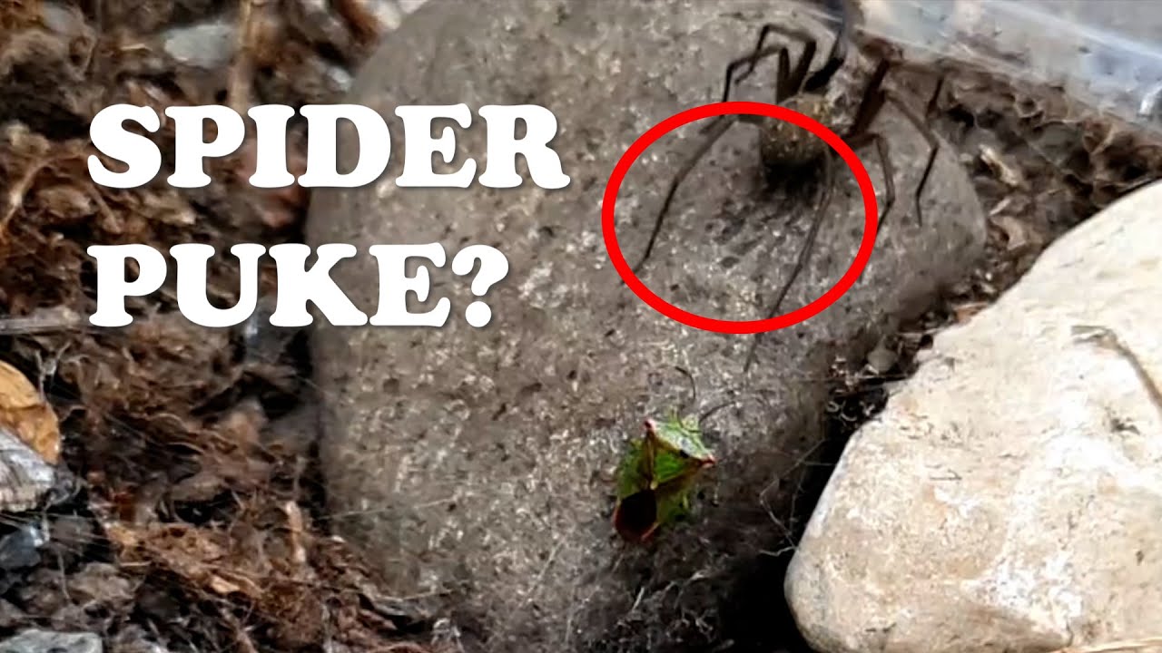 Stink Bug makes Spider Puke! - YouTube