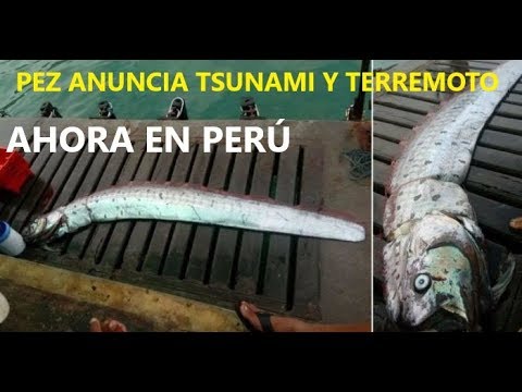Se Viene Algo Grande Para el Mundo Ahora el Pez Remo Sale en Perú - YouTube