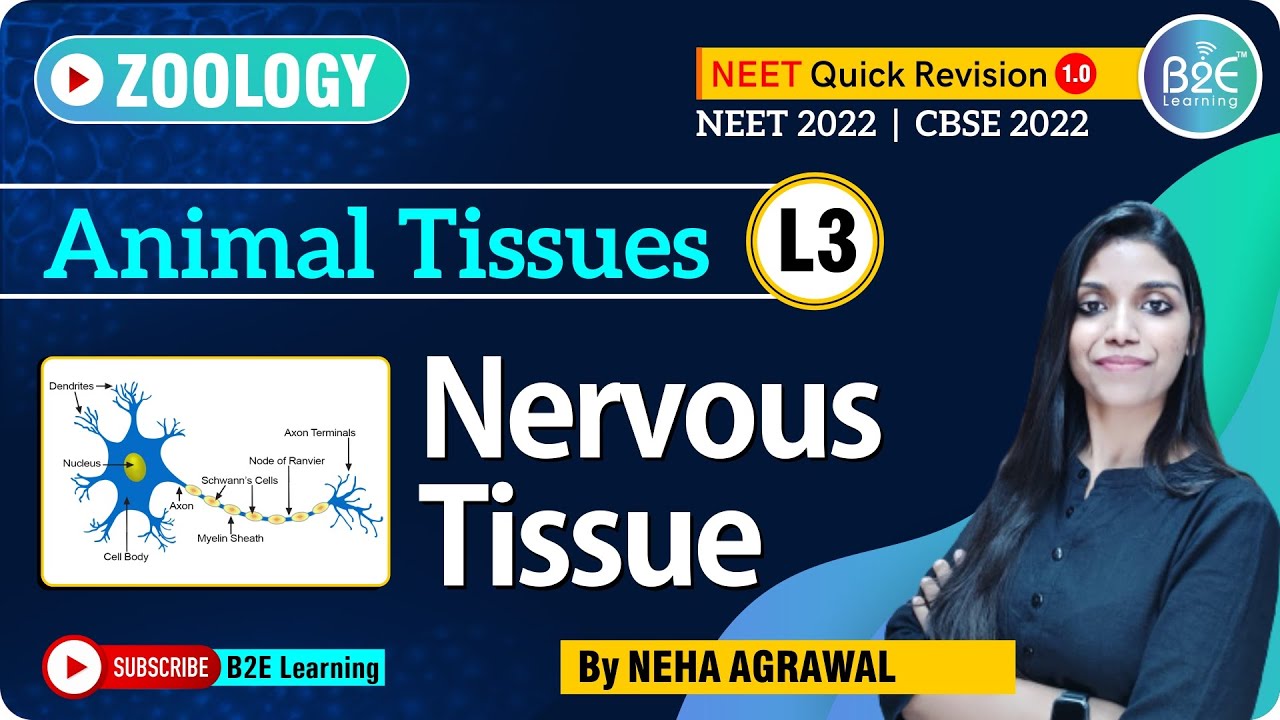 Zoology | Animal Tissues_Part-3 | Nervous Tissue | NEET | B2E Learning ...